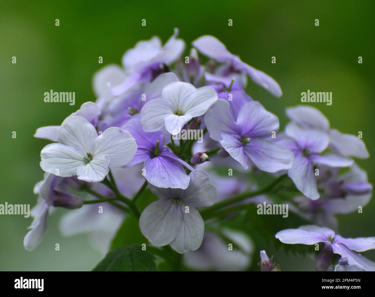 Lunaria rediviva in bloom hi-res stock photography and images - Alamy
