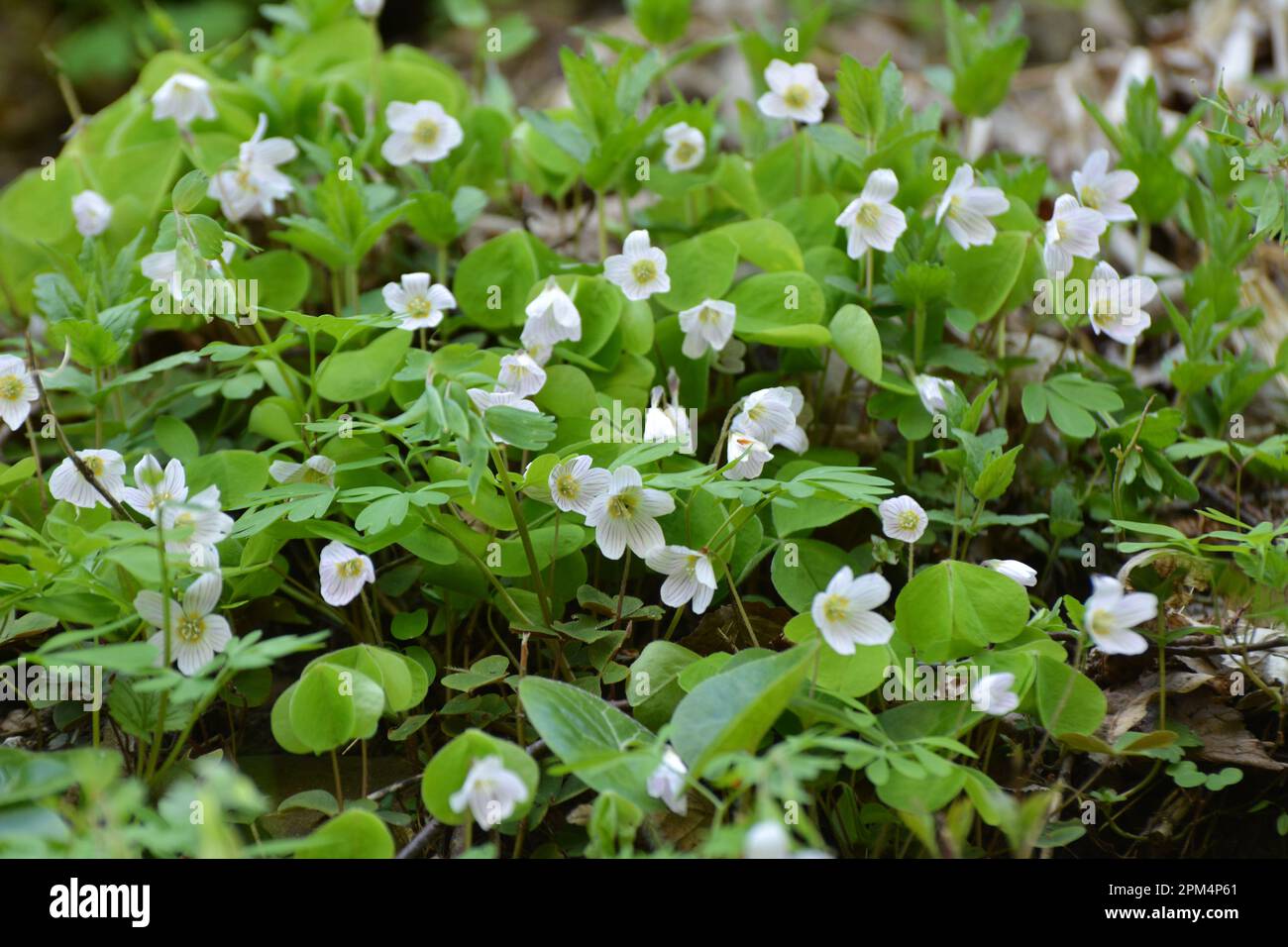 In the wild in the woods, the first spring flowers bloom Oxalis ...