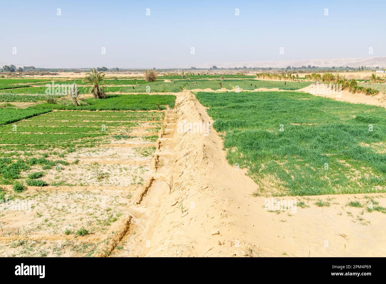 A farm benefiting from the natural spring of Bahariya Oasis in the ...