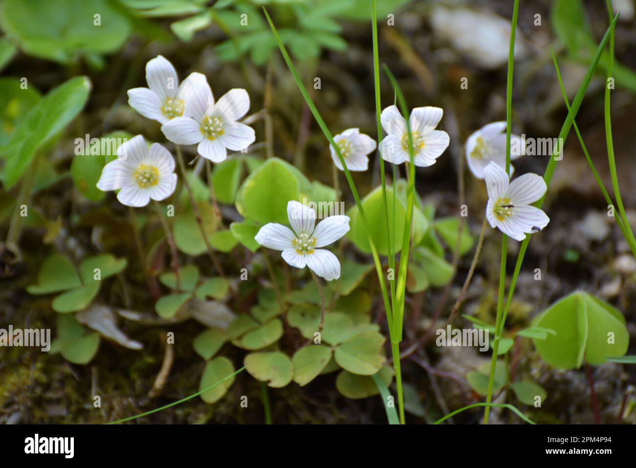 In the wild in the woods, the first spring flowers bloom Oxalis ...