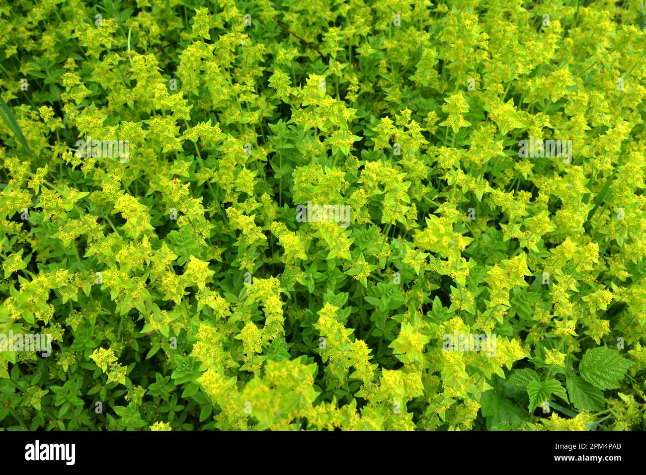 Grasses identification hi-res stock photography and images - Alamy