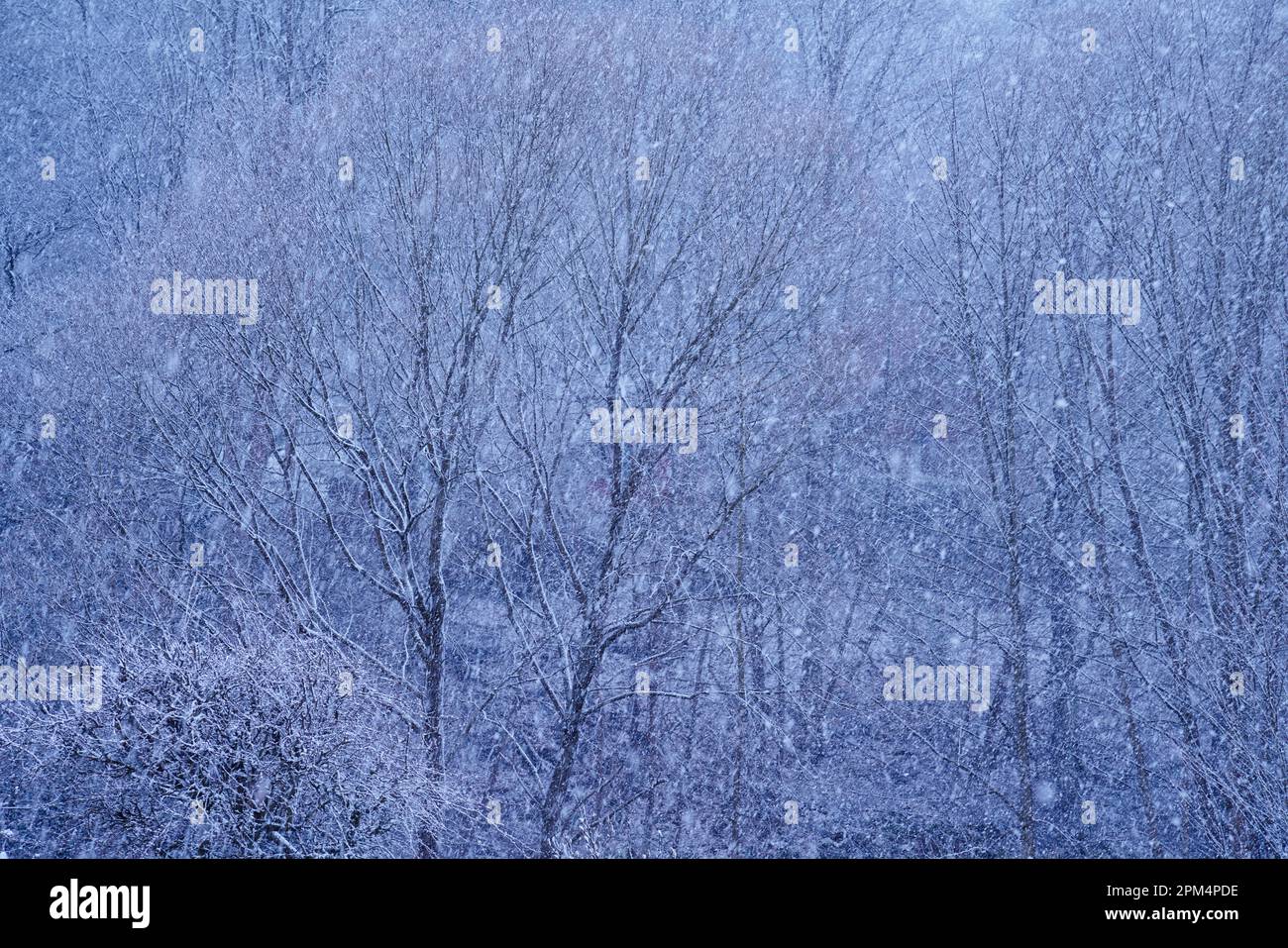 Snowfall scenery hi-res stock photography and images - Alamy