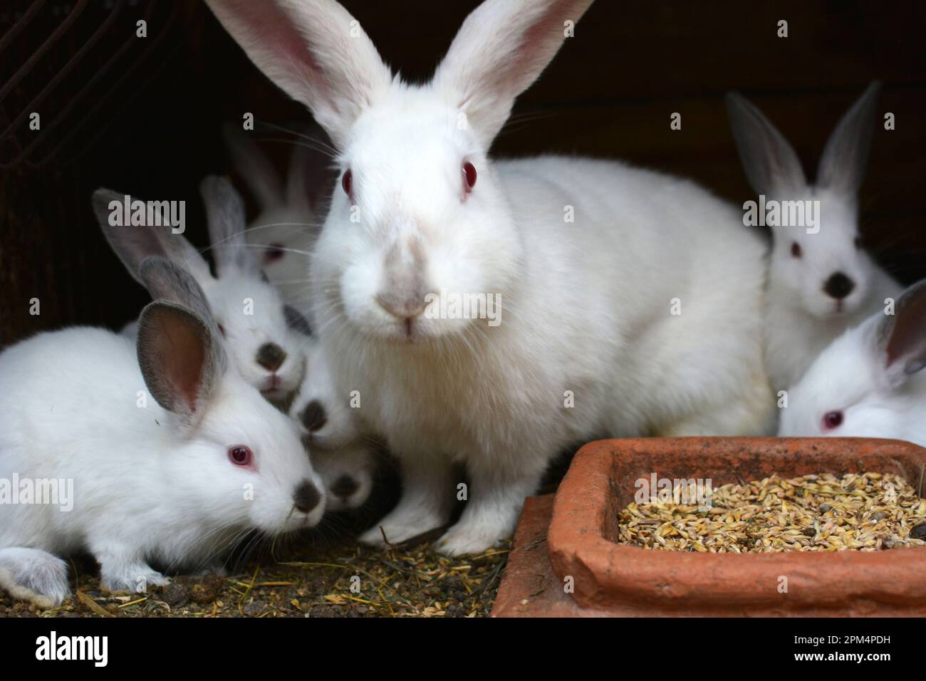 Female rabbit hi-res stock photography and images - Alamy