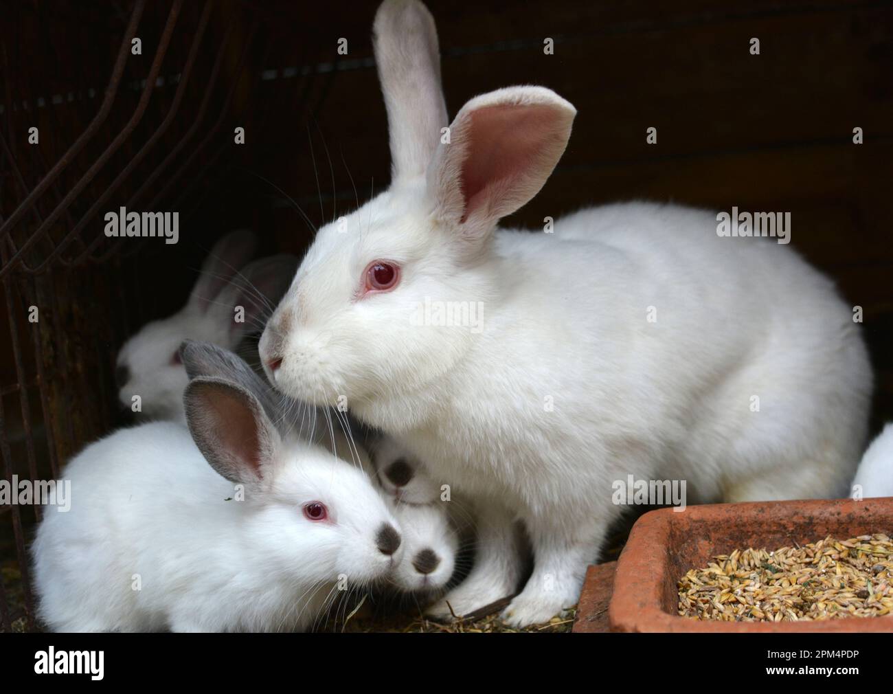 Female rabbit of the Californian breed and its brood Stock Photo - Alamy