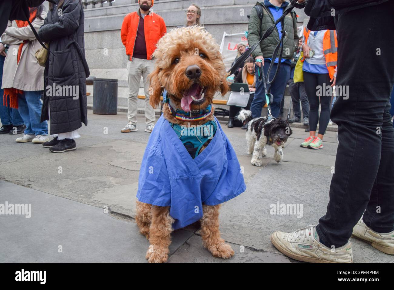 London, UK. 11th April 2023. A dog wearing scrubs joins the protest ...