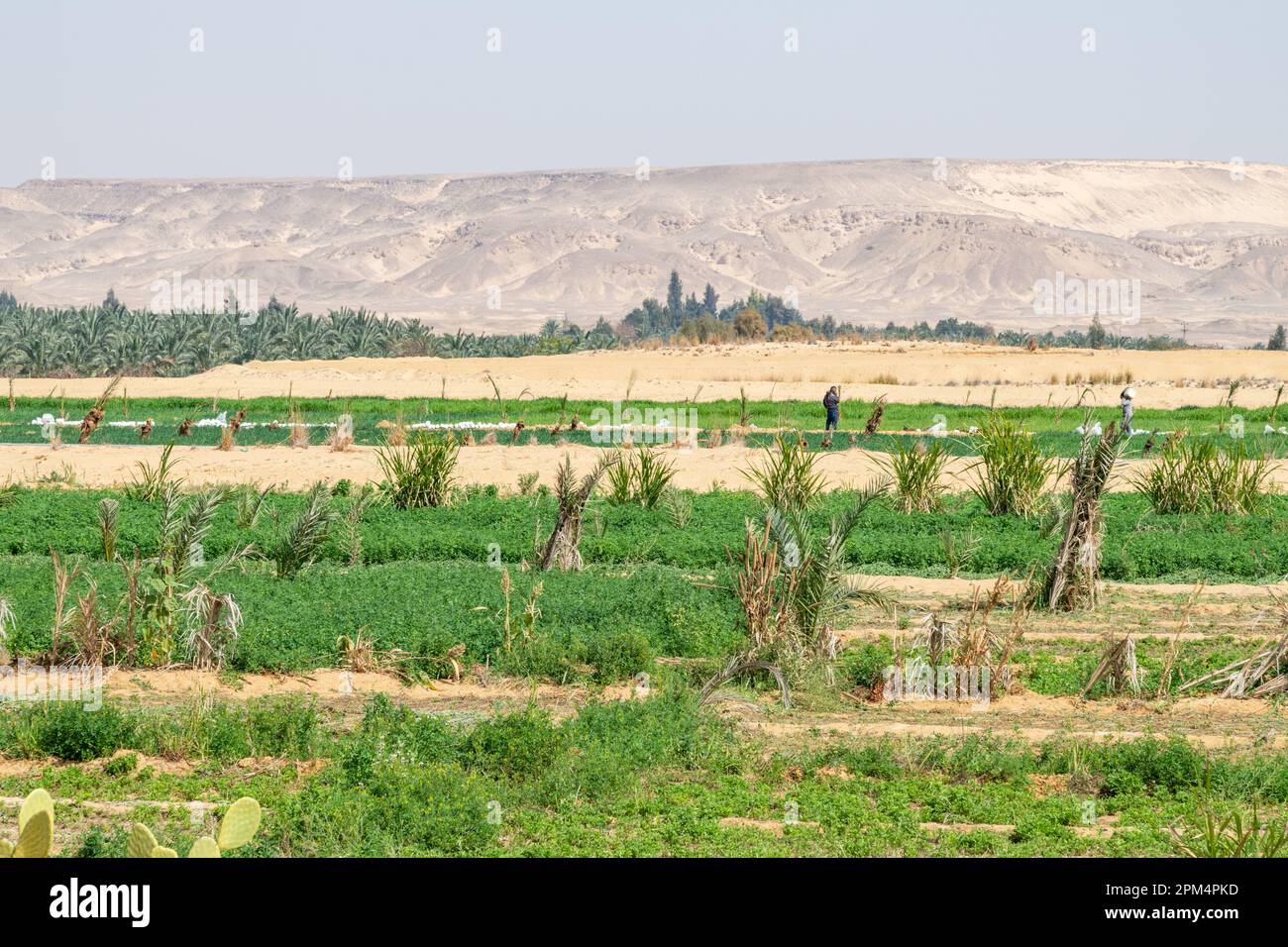 A farm benefiting from the natural spring of Bahariya Oasis in the ...