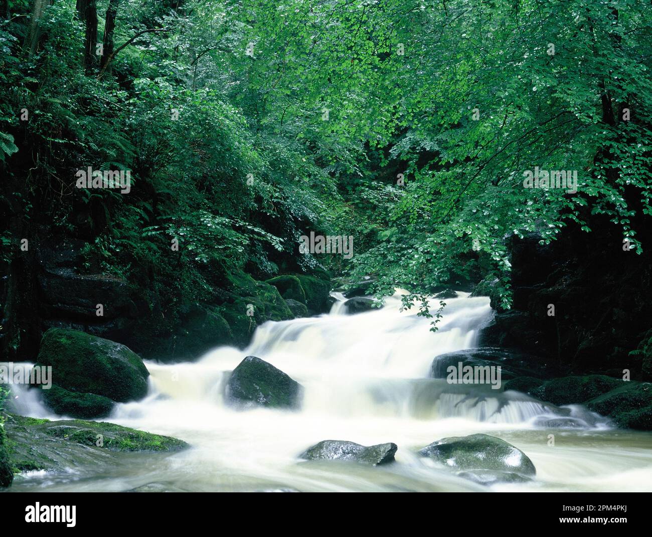 England. Cumbria. Ambleside. Stock Ghyll Force fast flowing stream ...
