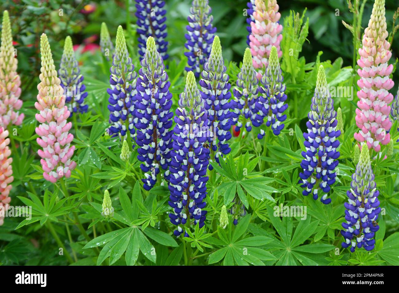 Beautiful lupine flower garden hi-res stock photography and images - Alamy