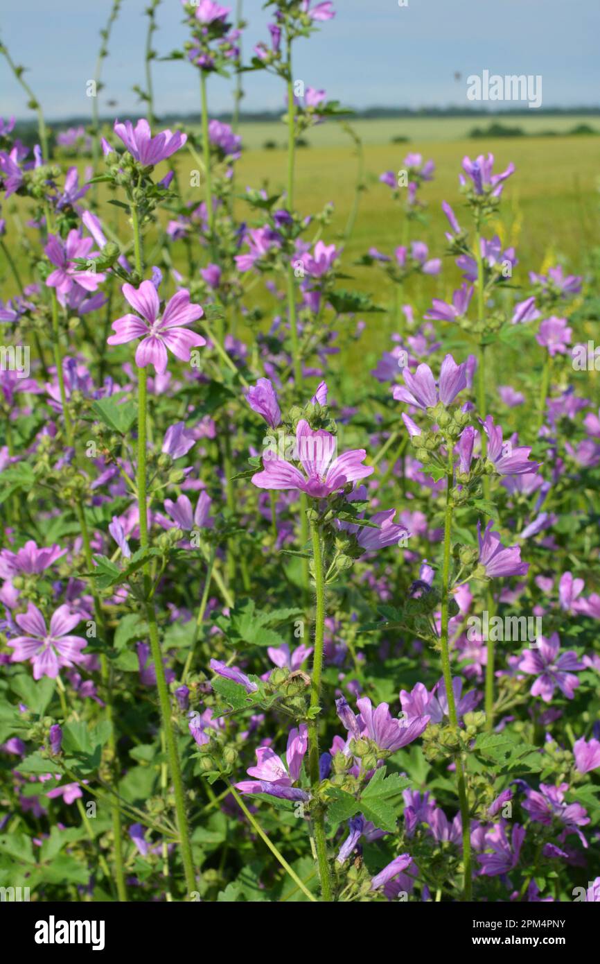 In summer, the mallow grows and blooms in the wild Stock Photo - Alamy