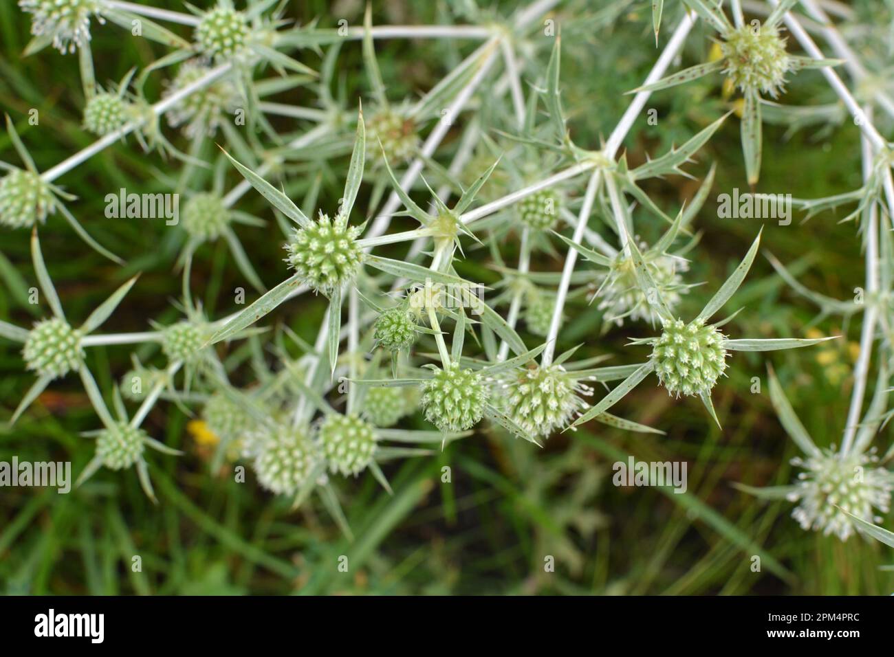 In the wild grows a thistle Eryngium campestre Stock Photo - Alamy