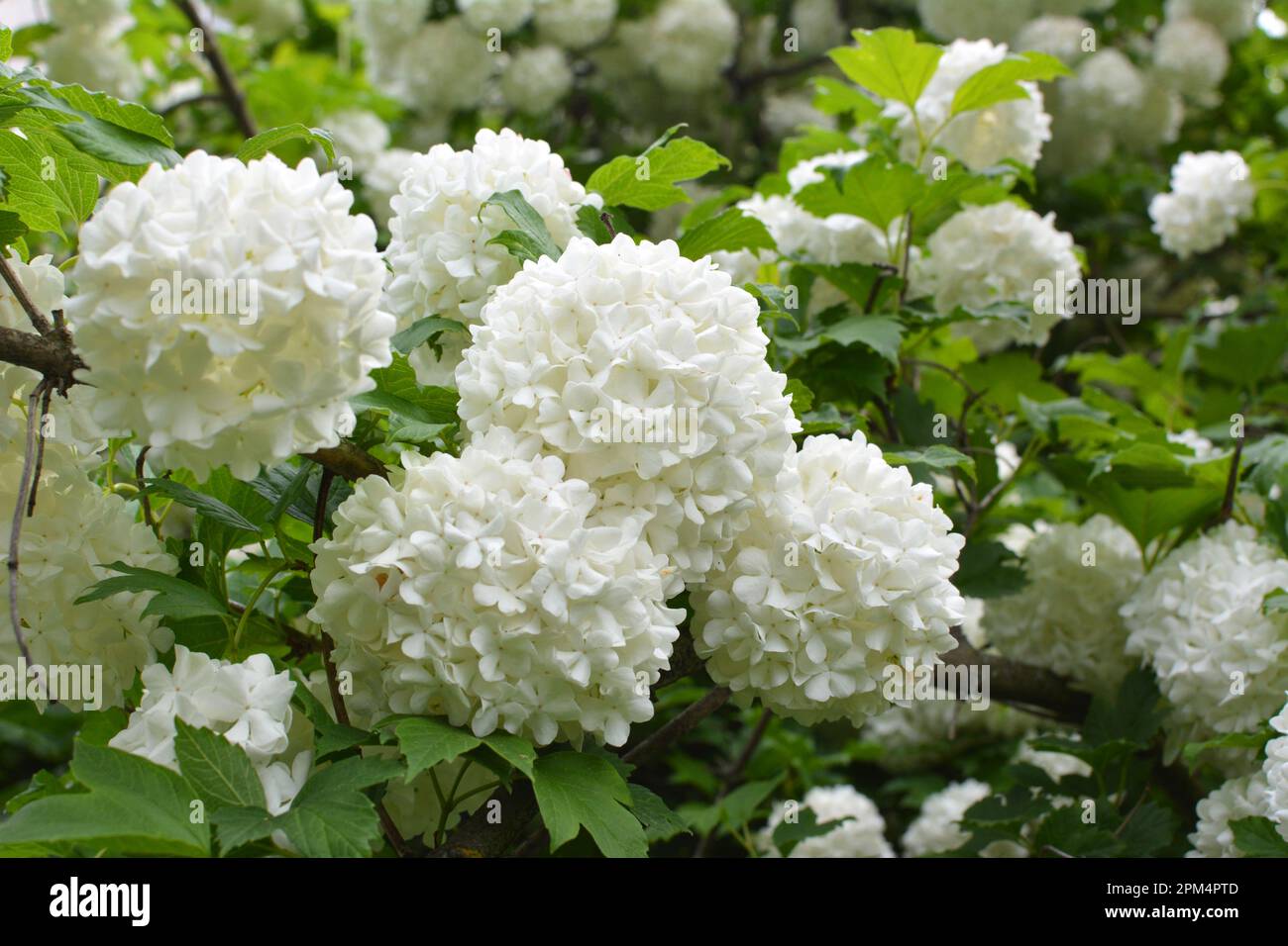 The flowers of the ornamental bush viburnum opulus bloom white in ...