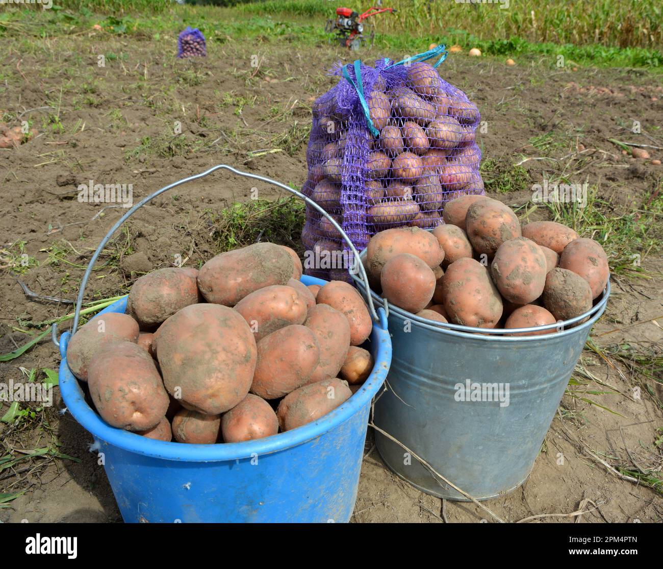 Potatoes are harvested in nets on the farm field Stock Photo - Alamy