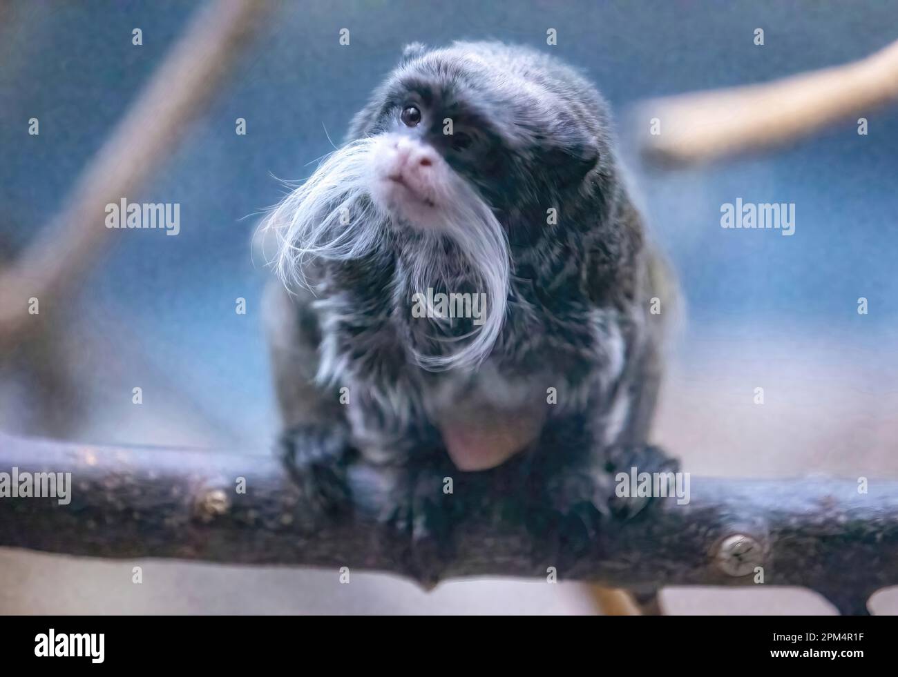 Emperor tamarin sitting on a tree branch at the Como Park Zoo and ...
