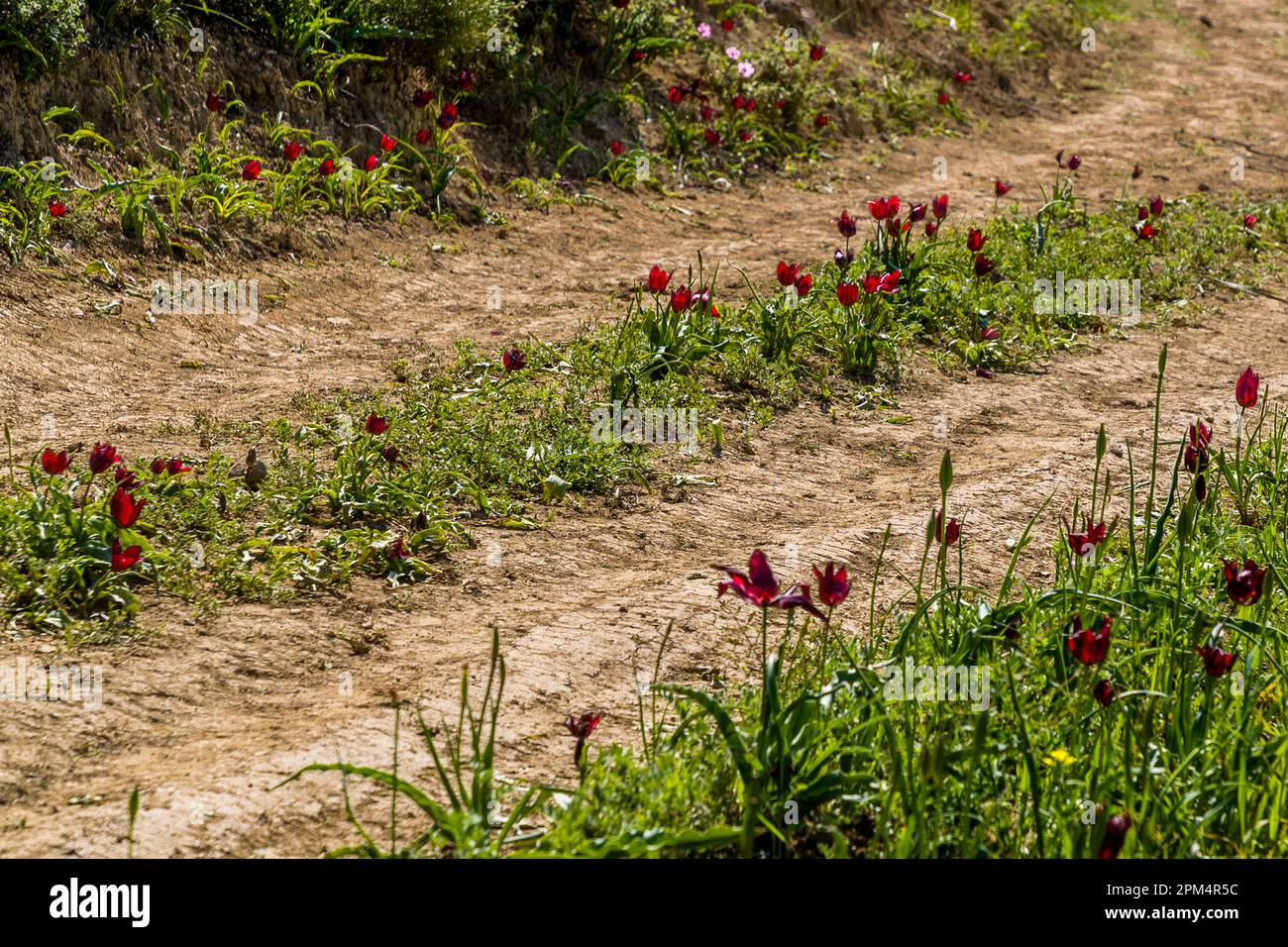 Only in the months of March and April, and only in Cyprus, these tulips ...