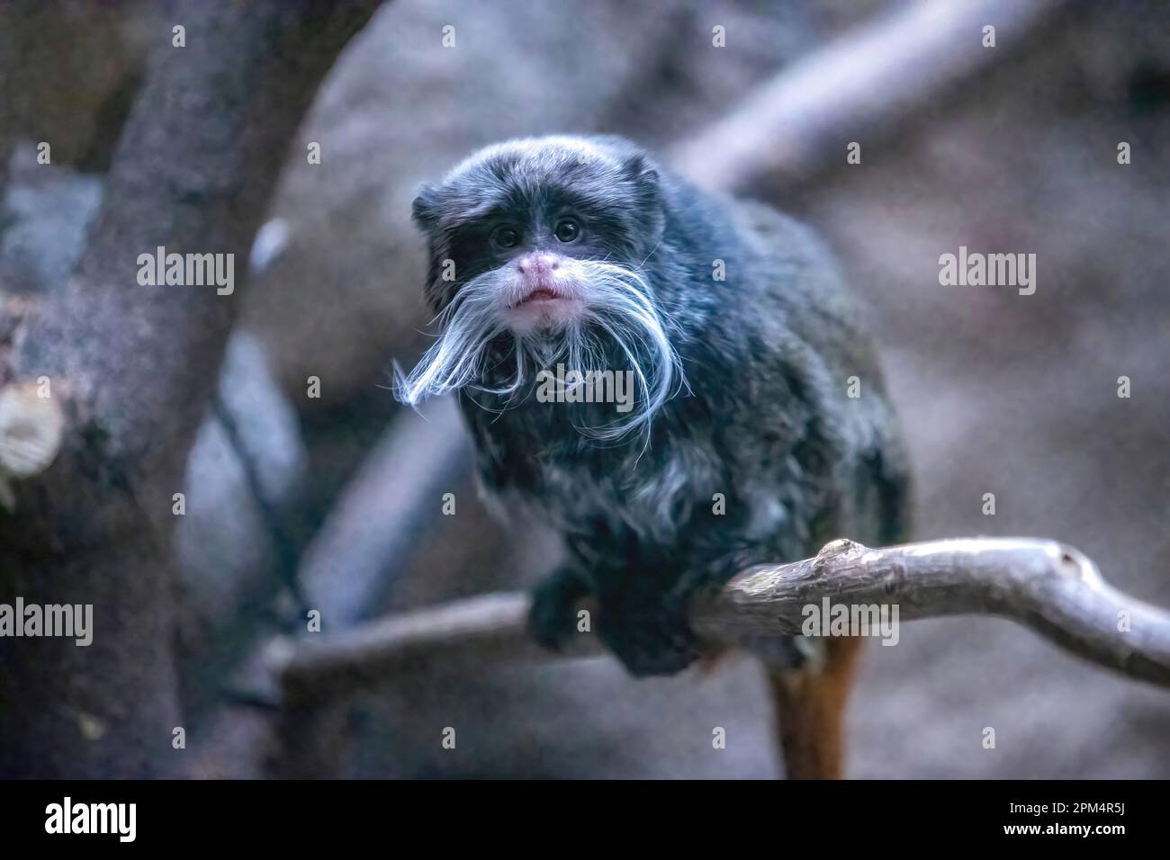 Emperor tamarin sitting on a tree branch at the Como Park Zoo and ...