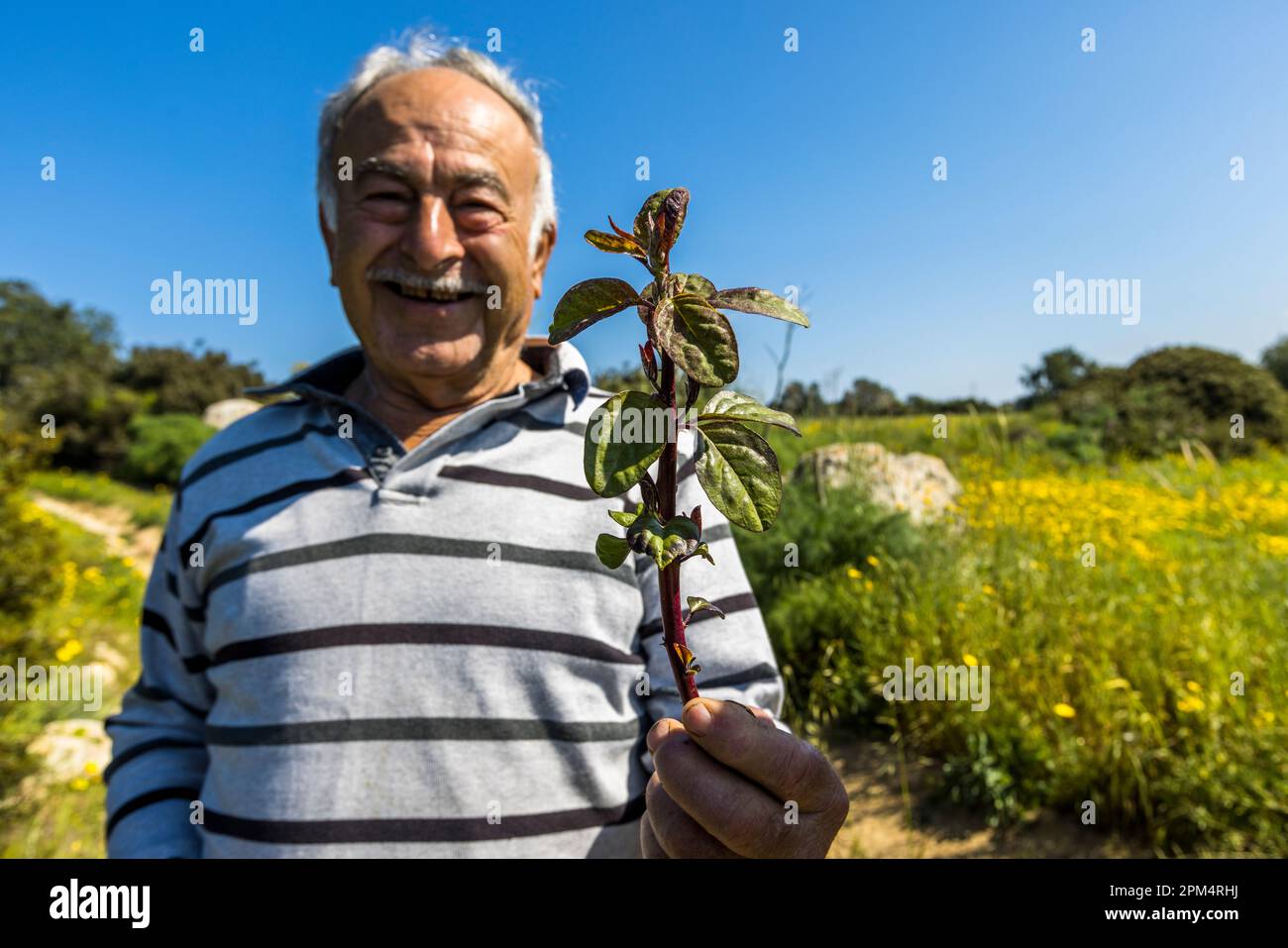Wild caper harvest near Kormakitis, Cyprus. In the meadows around the ...