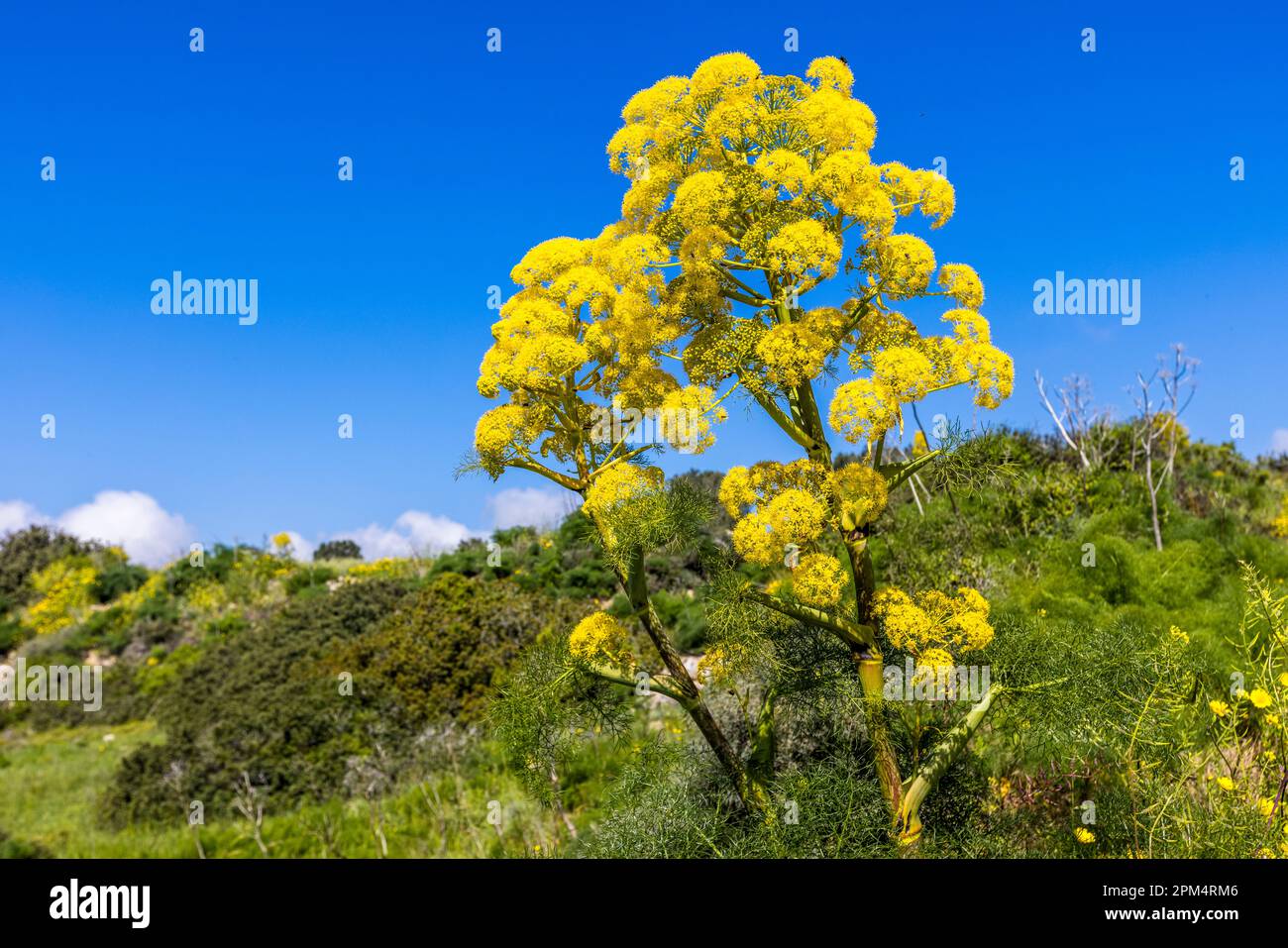 Diorios hi-res stock photography and images - Alamy