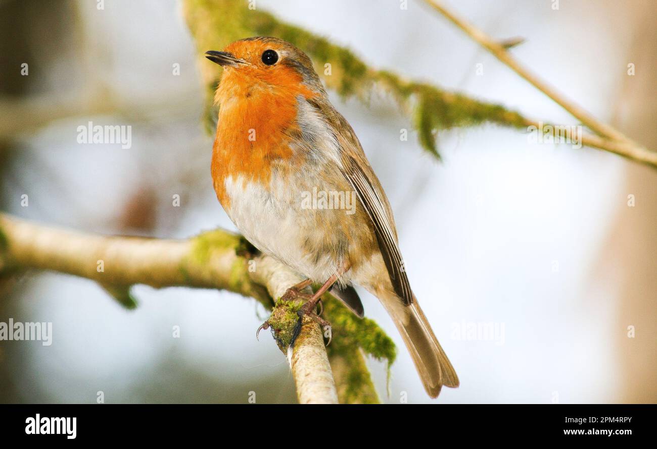 A robin in a tree Stock Photo - Alamy