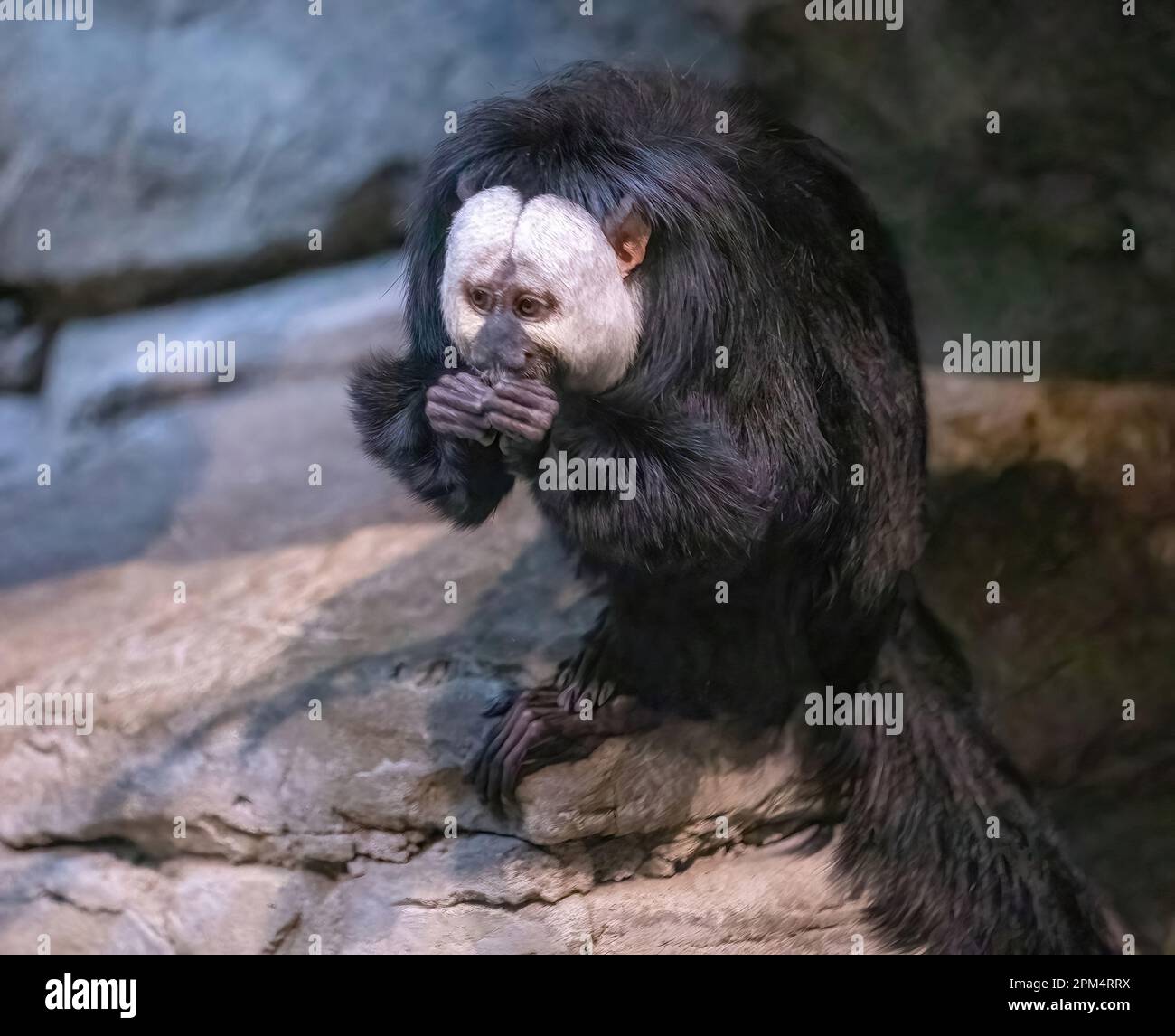 Milton, a white-faced saki monkey eating at the Como Park Zoo and ...