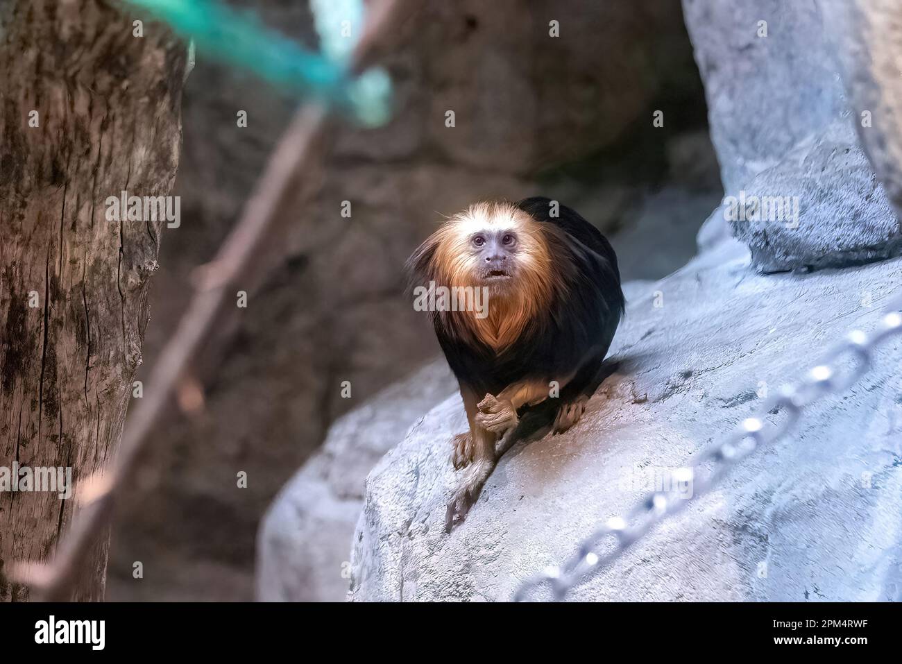 Golden headed lion tamarin at the Como Park Zoo and Conservatory in St ...