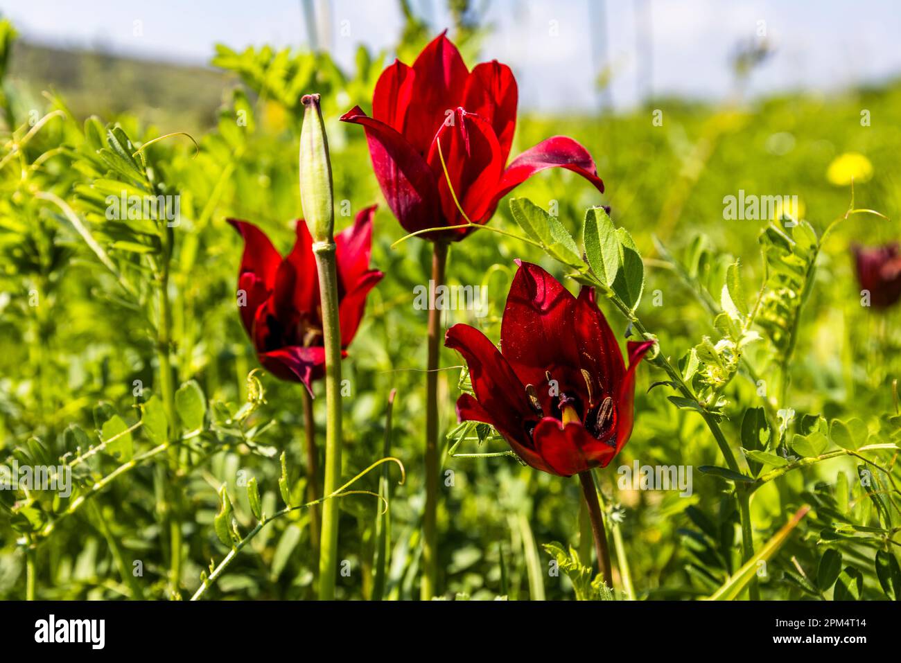 Only in the months of March and April, and only in Cyprus, these tulips ...