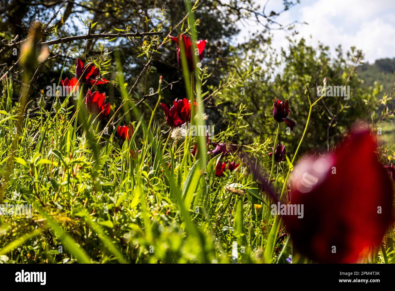 Only in the months of March and April, and only in Cyprus, these tulips ...