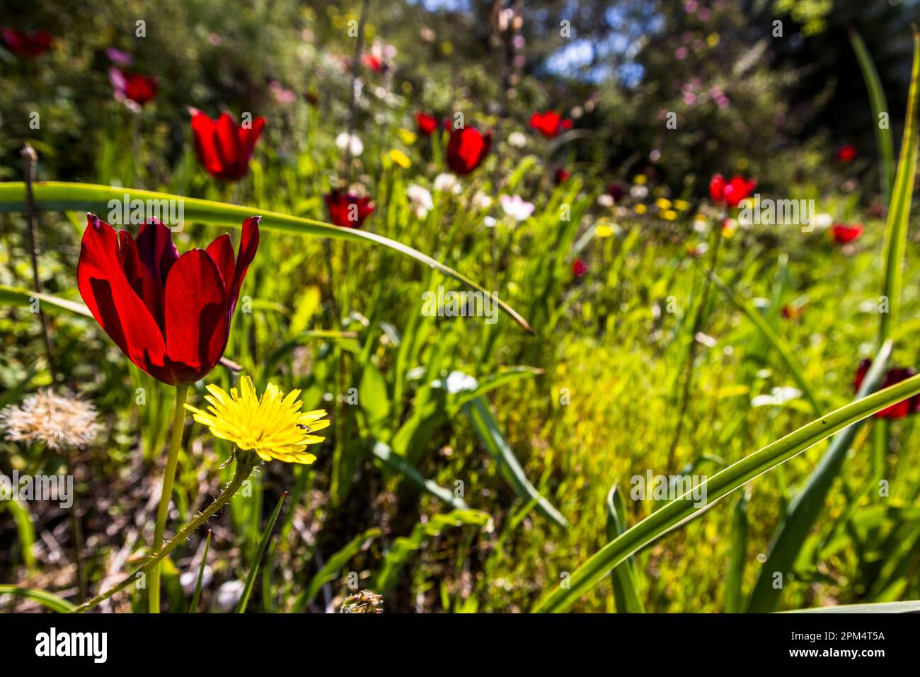 Only in the months of March and April, and only in Cyprus, these tulips ...