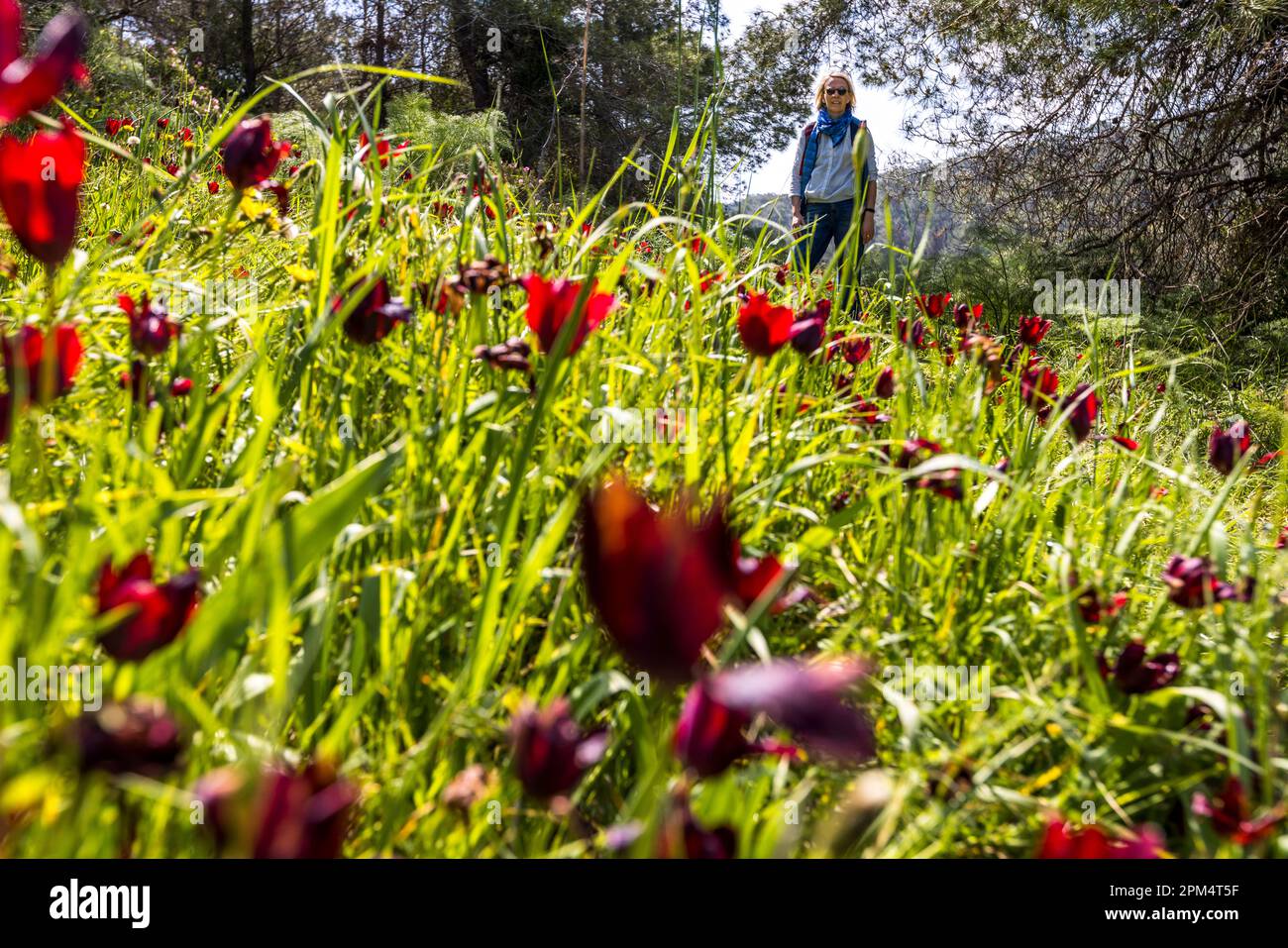 Only in March and April and only in Cyprus these tulips (Tulipa cypria ...
