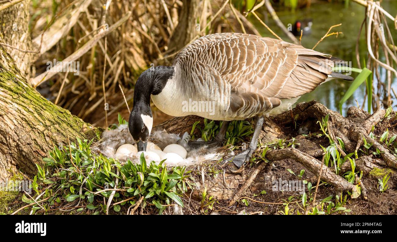 Branta Canadensis caring for her eggs in Figgate Park, Edinburgh ...