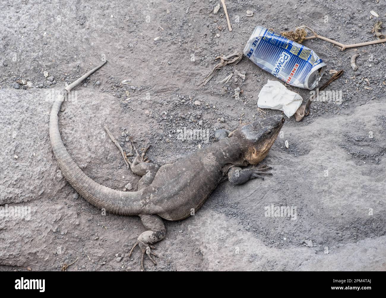 Gran Canaria, Canary Islands, Spain. 11th April, 2023. Giant Lizard of ...