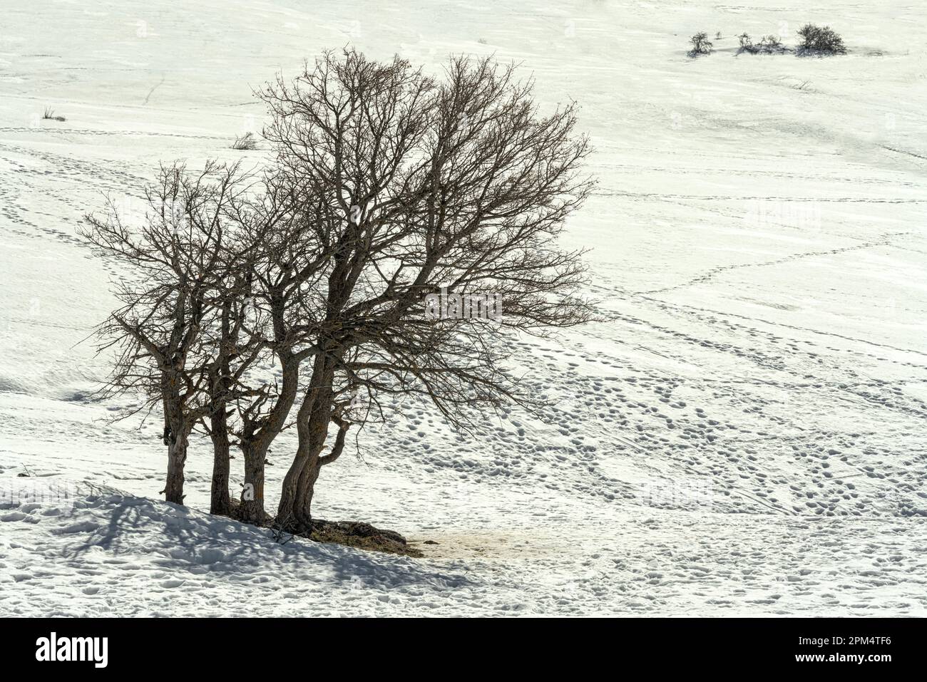 Footprints in fresh snow with leafless trees backlit. Abruzzo, Italy ...