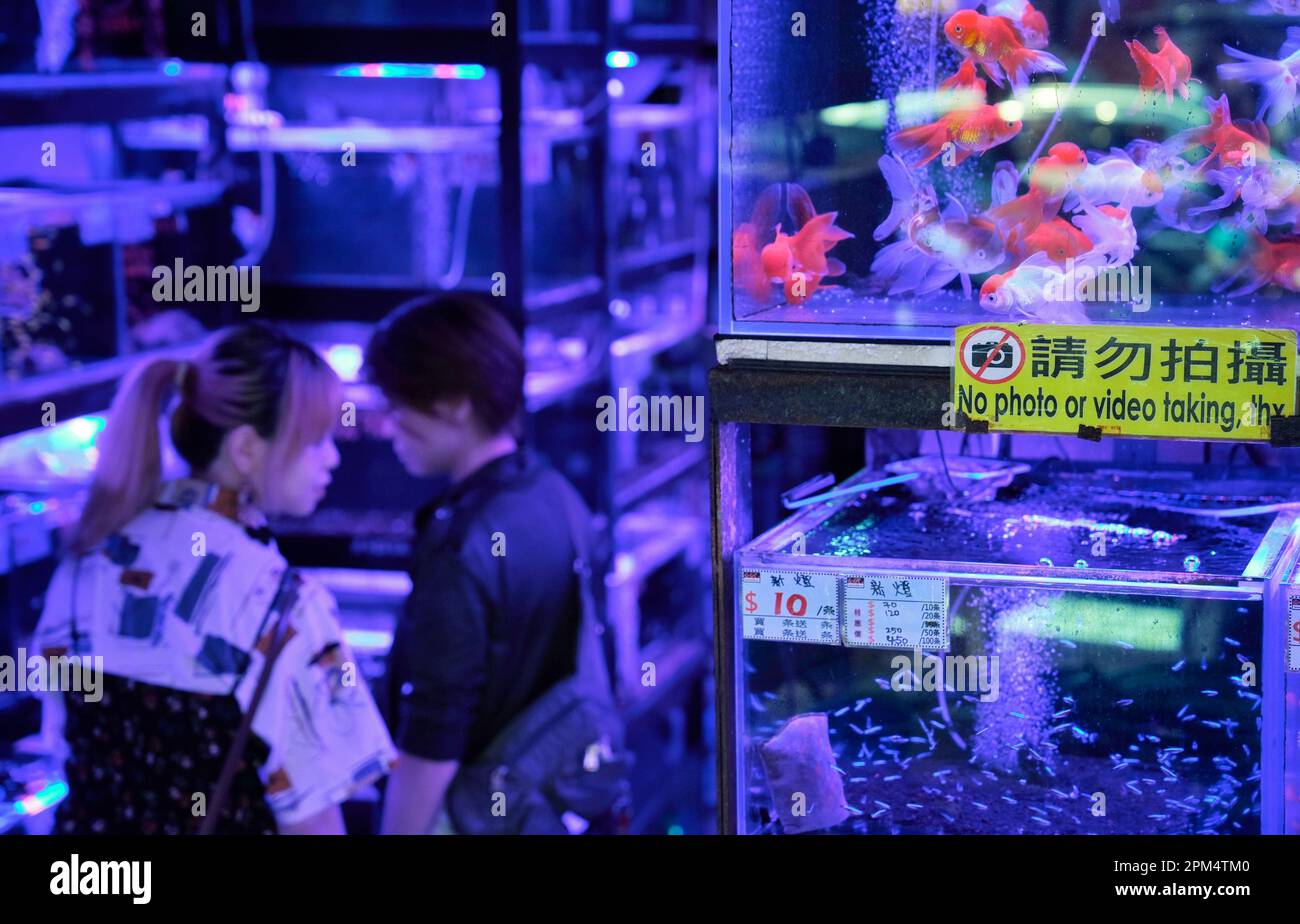 A warning sign prohibiting photography is seen inside a goldfish shop ...