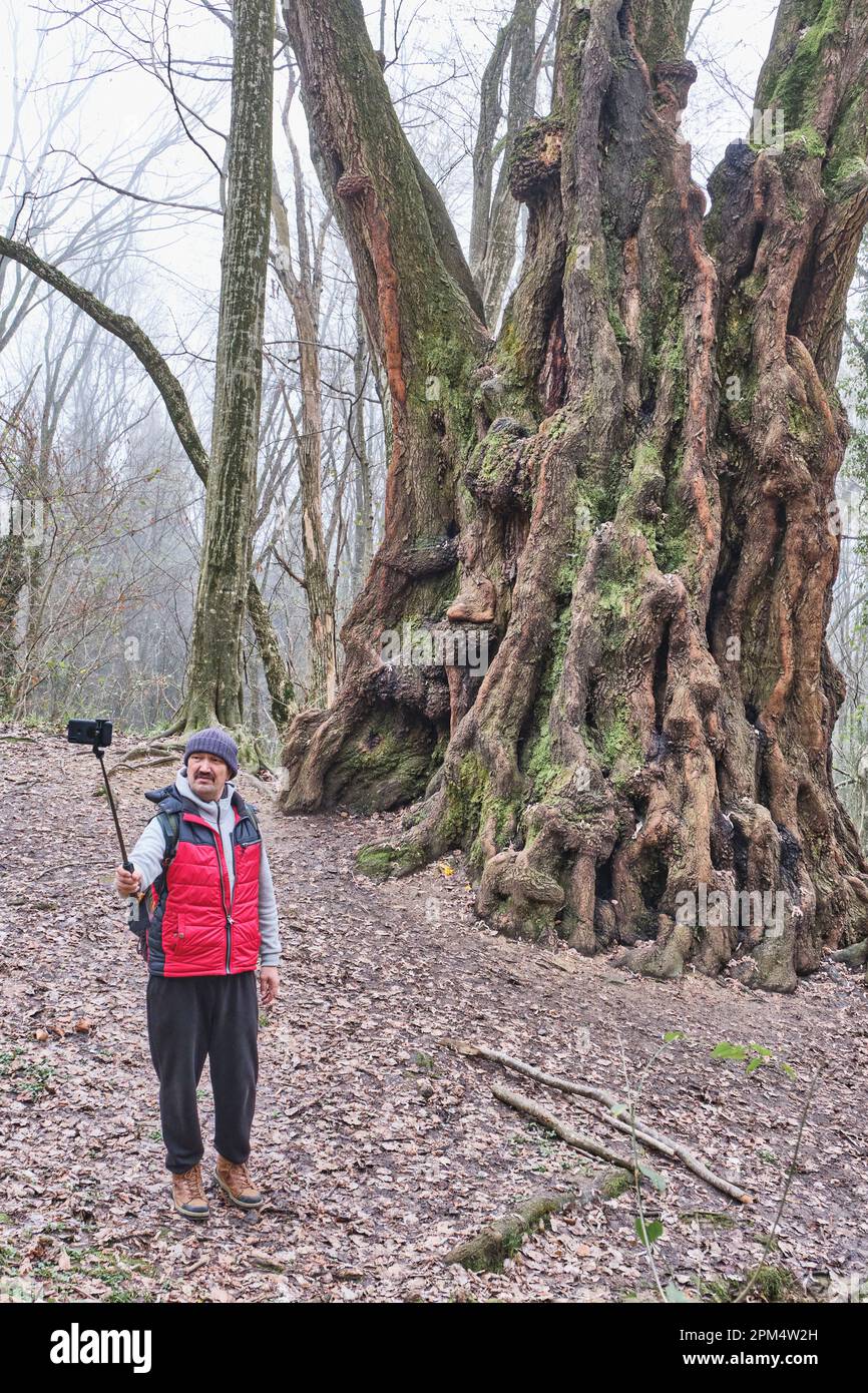 Senior asian man taking selfie on mobile phone with old poplar tree in ...
