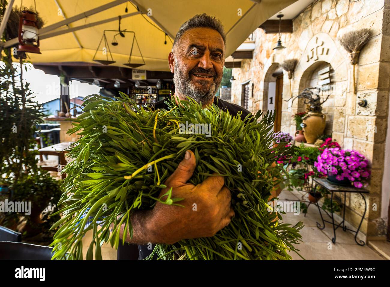 Rock fennel/sea fennel (Crithmum maritimum). Marius Hanna Koumi with ...