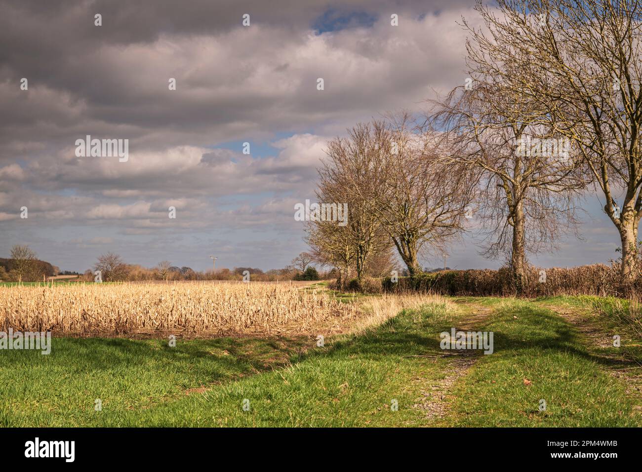 A bright spring HDR landscape image of a field of dead maize, Zea mays ...