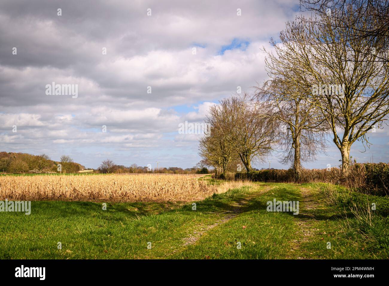 A bright spring HDR landscape image of a field of dead maize, Zea mays ...