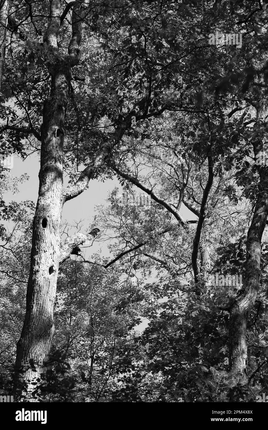 Old growth trees growing in the meadow in a black and white monochrome ...