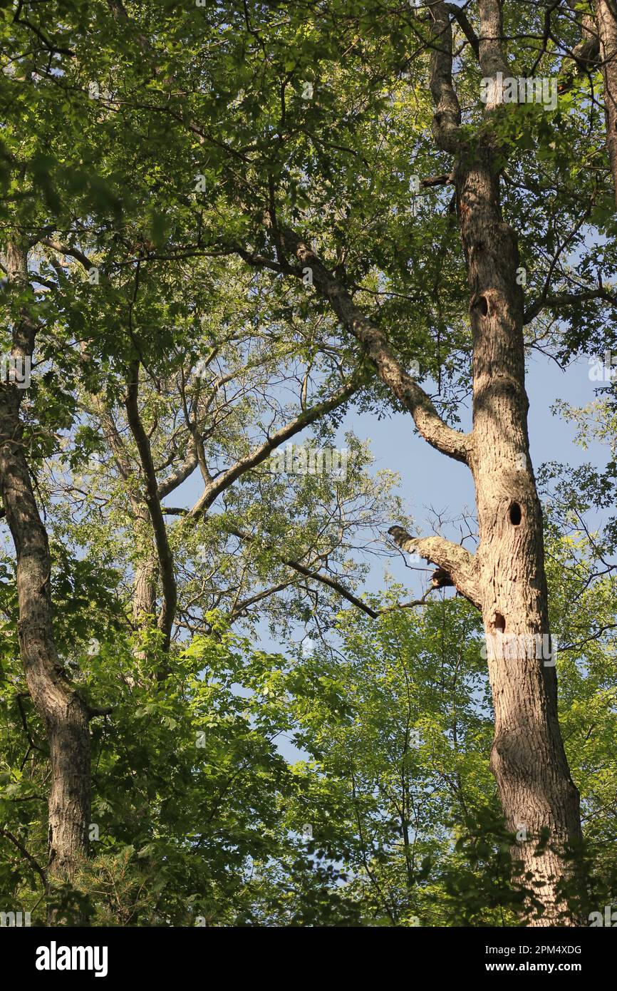 Old growth trees growing in the meadow and wilderness while reaching ...