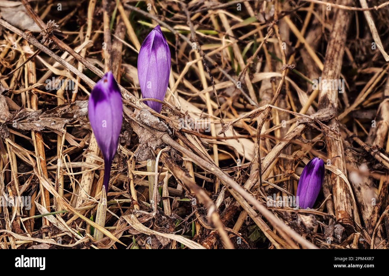 Wild purple iris (Crocus heuffelianus) flowers growing in shade, heads ...