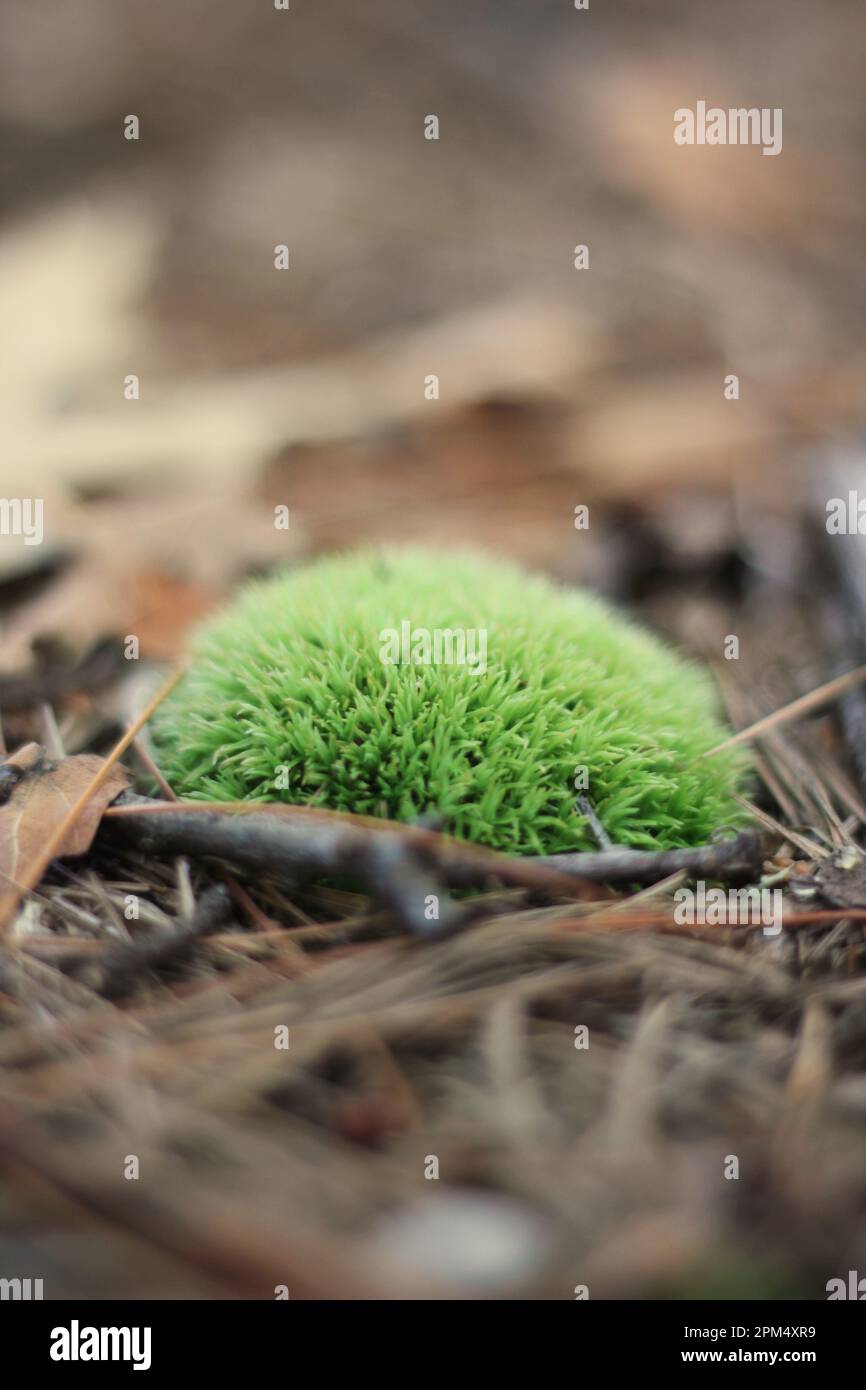 Lump of moss hi-res stock photography and images - Alamy