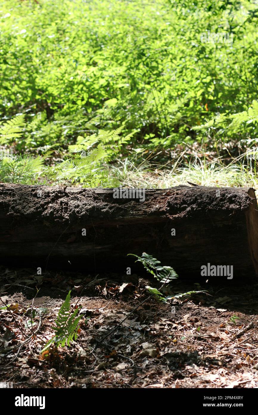 A minimalist view of the summer meadow with overgrown plants Stock ...