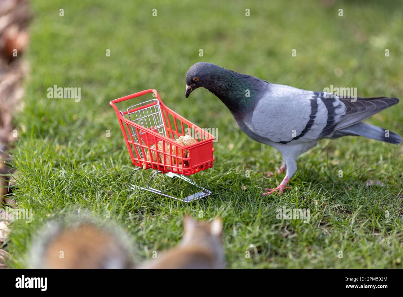 Pigeon with a Shopping cart Stock Photo - Alamy