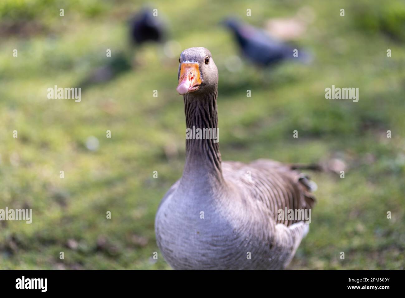 graylag goose standing in a grassy field Stock Photo - Alamy