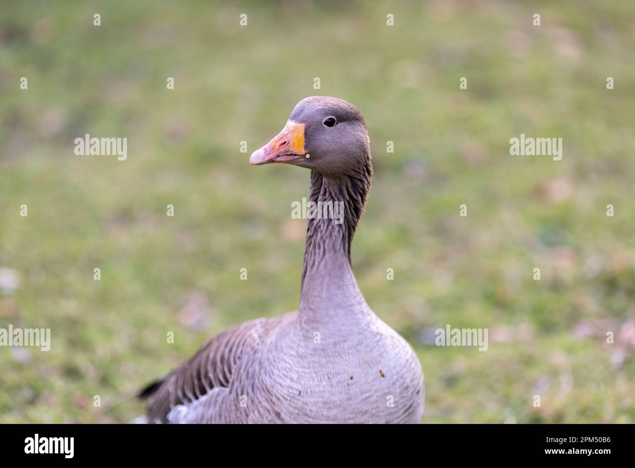 graylag goose standing in a grassy field Stock Photo - Alamy
