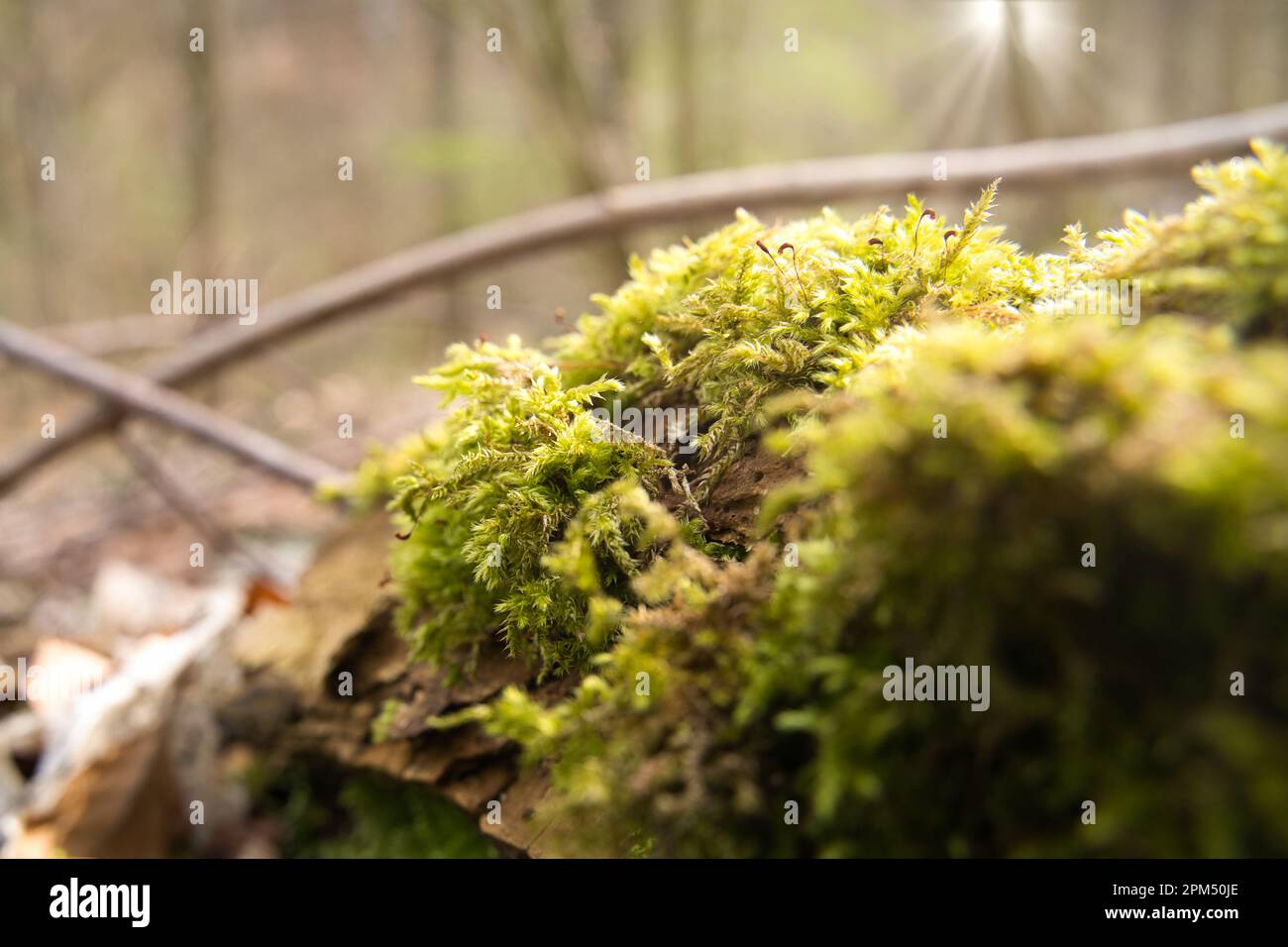 Photographing in the sun hi-res stock photography and images - Alamy