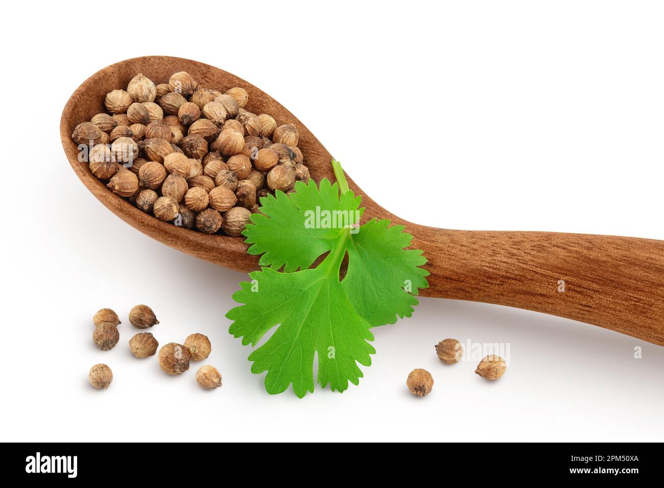 Dried coriander seeds in the wooden spoon with fresh green leaf isolated on white background ...