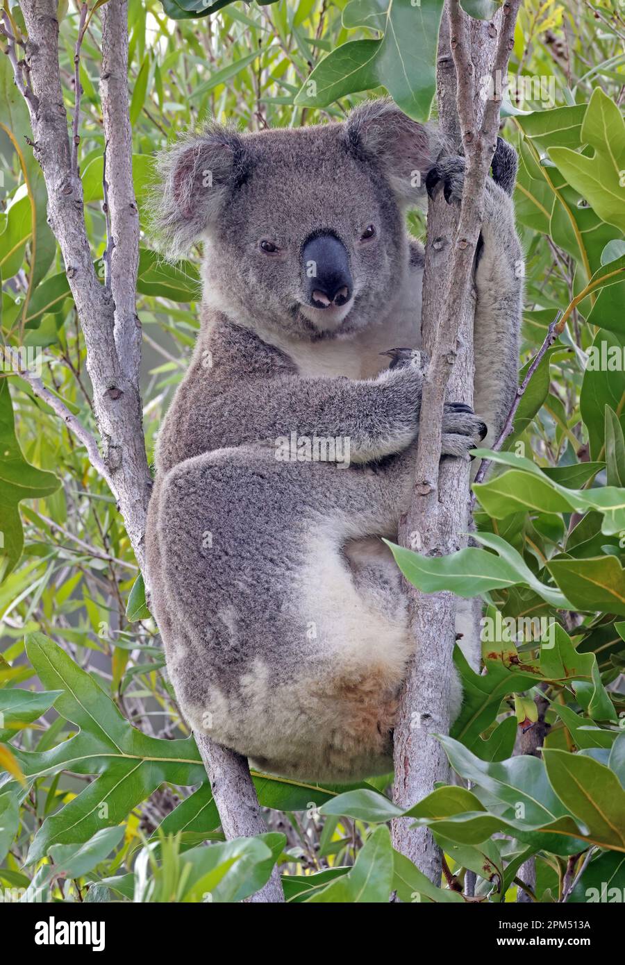 Koala (Phascolarctos cinereus) adult clinging to thin tree south-east ...