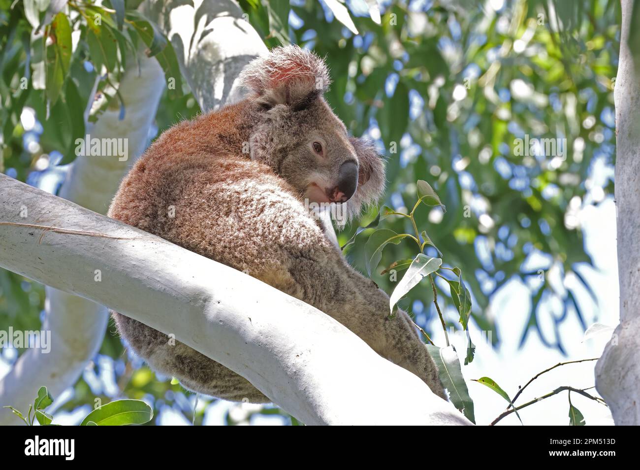 Koala (Phascolarctos cinereus) adult sitting on branch North Stradbroke ...