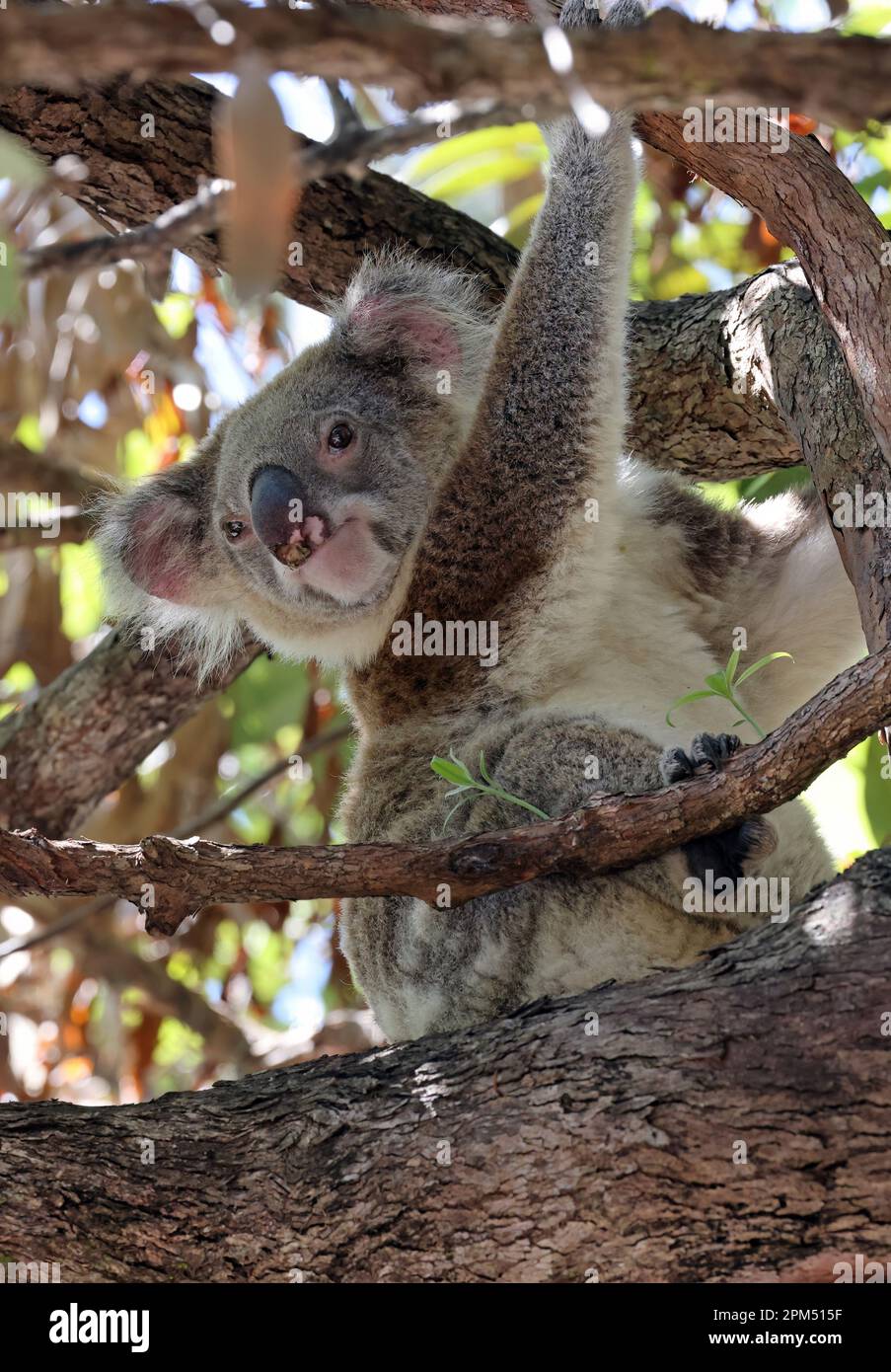 Koala (Phascolarctos cinereus) adult sitting on branch North Stradbroke ...