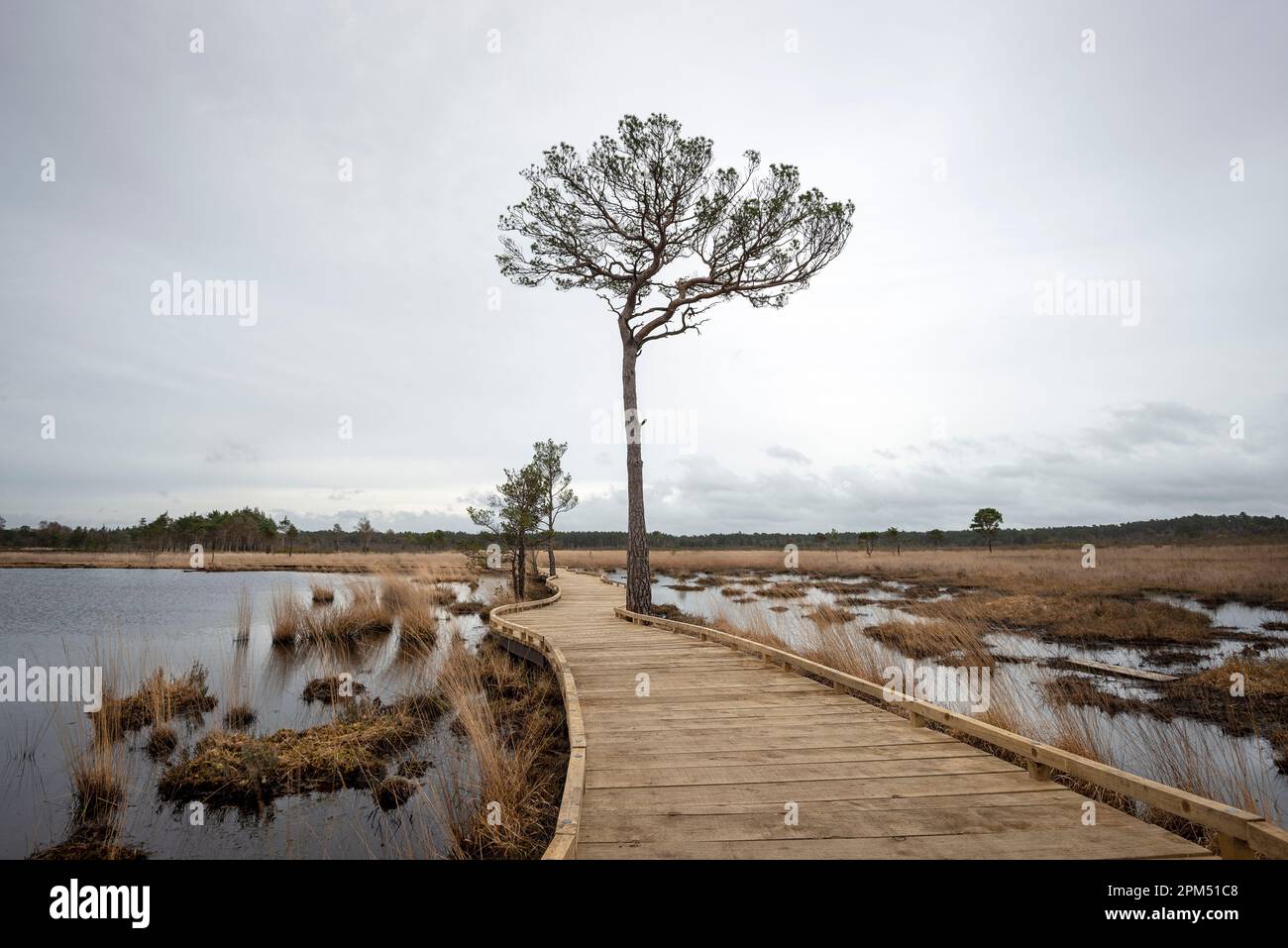 Wooden boardwalk, the Dragonfly Trail through Thursley Common in Surrey ...